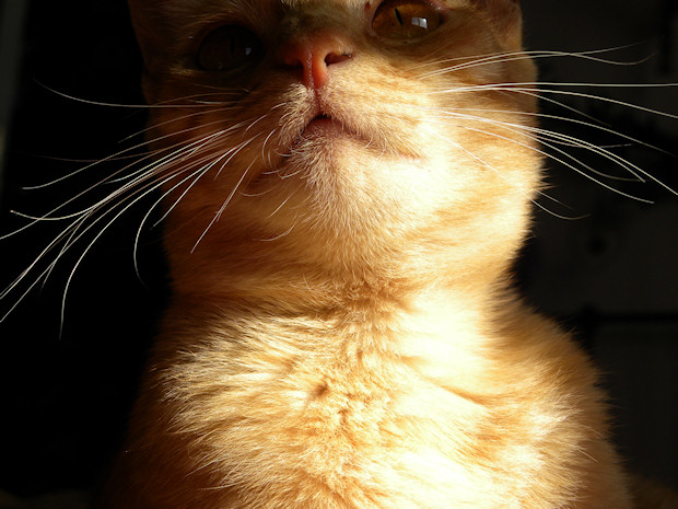 Spooky Ruby | The Mad Cat Lady