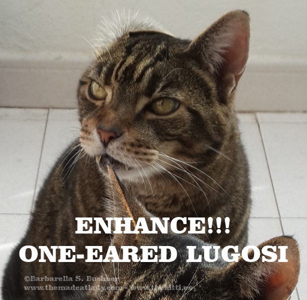 Behold the Amazing One-Eared Cat! | The Mad Cat Lady