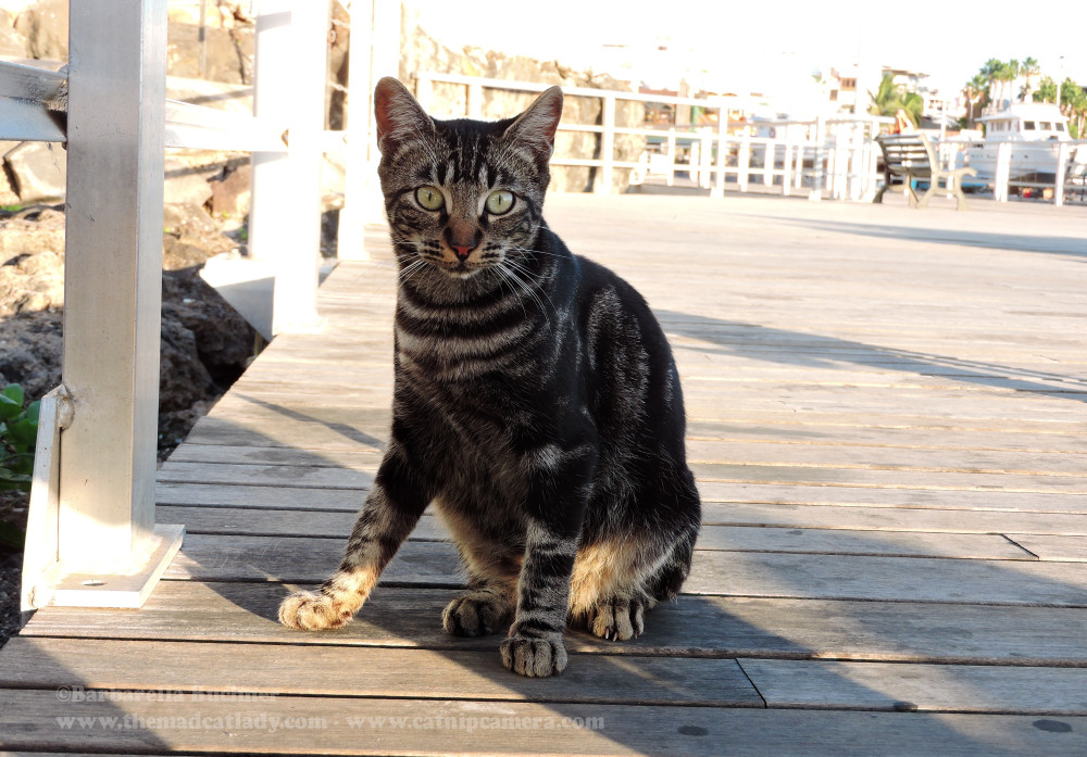 Lanzarote Cats: The Friendly Ferals of Playa Chica & the Harbour Puerto ...