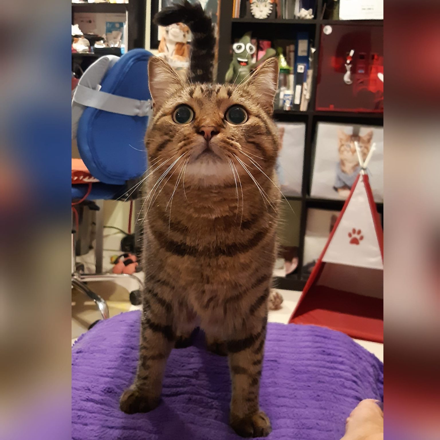 Cutest Jupiter Cat Pic EVER! | The Mad Cat Lady